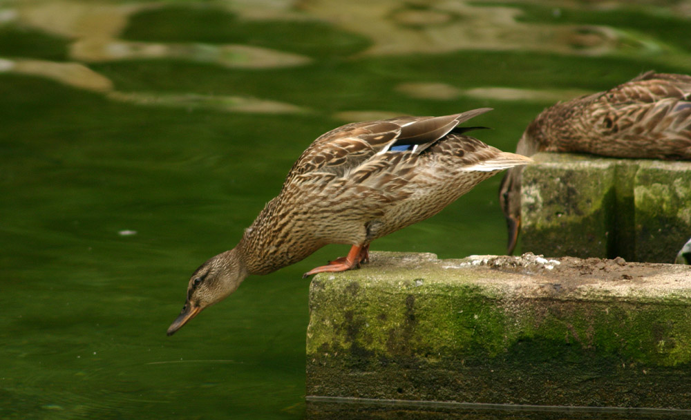 Ducks