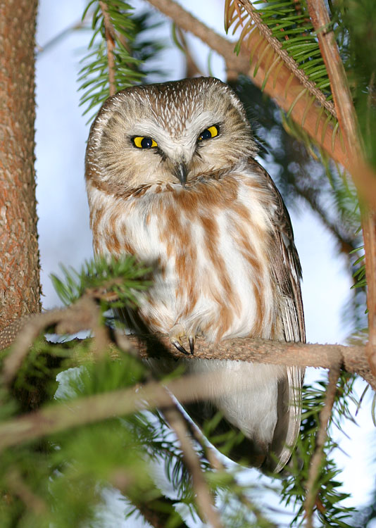 Owls